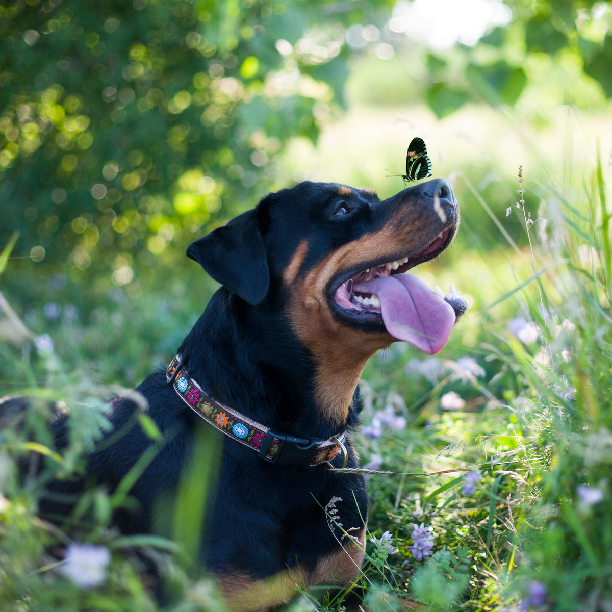 Up Country - Bella Floral Dog Collar – Up Country Inc