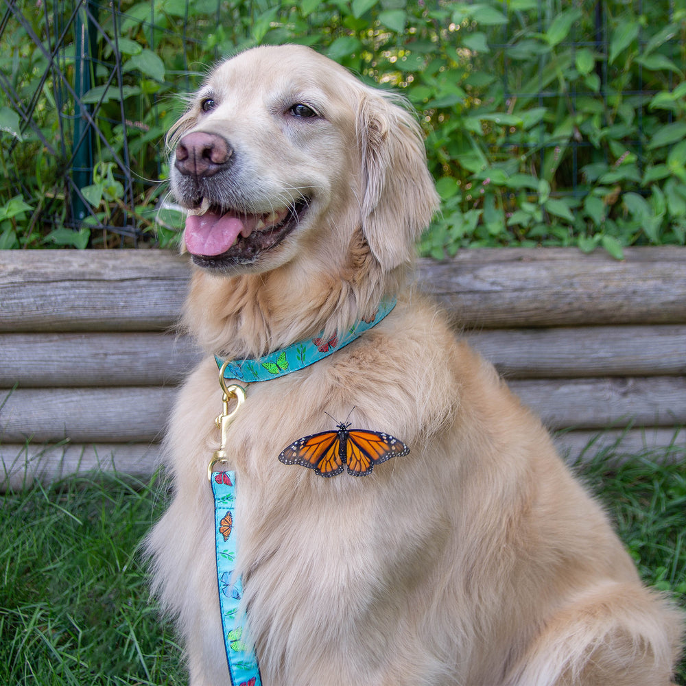Up Country - Butterfly Effect Dog Lead – Up Country Inc